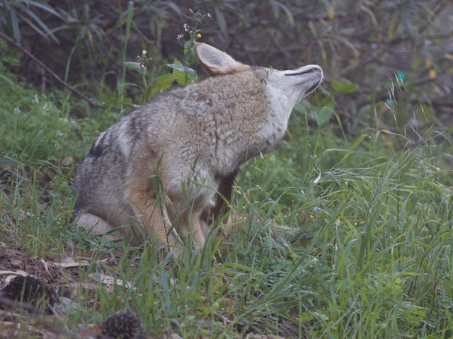 A Few Hours of Morning Rest: Coyote behavior | Coyote Yipps