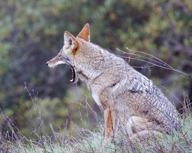 A Few Hours of Morning Rest: Coyote behavior | Coyote Yipps