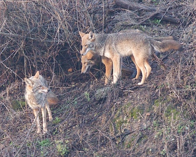 Communication: Coyote behavior | Coyote Yipps