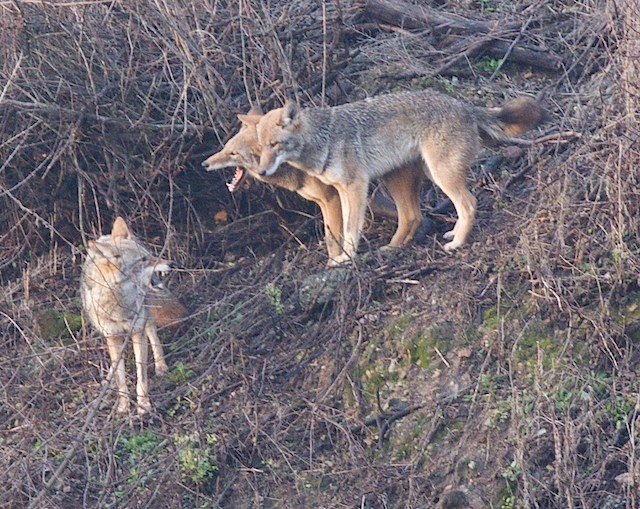 Communication: Coyote behavior | Coyote Yipps