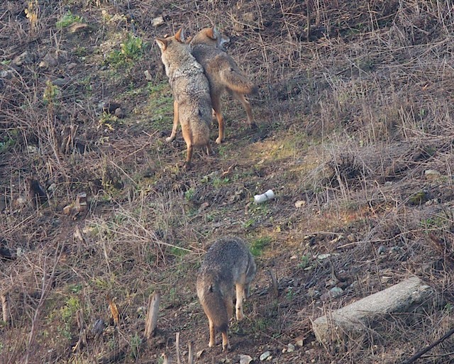 Communication: Coyote behavior | Coyote Yipps