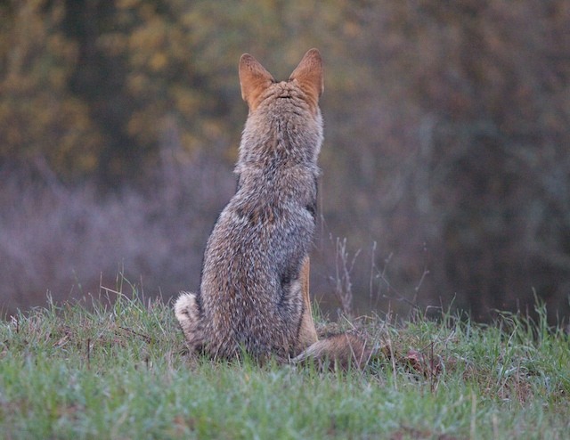 Sitting, Facing Away: Coyote behavior | Coyote Yipps
