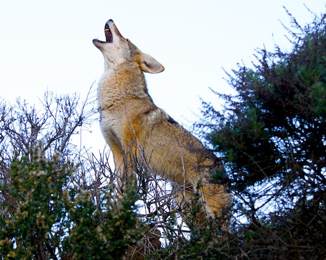 Coyote Voicings: Howls, Yips, Barks, & More | Coyote Yipps