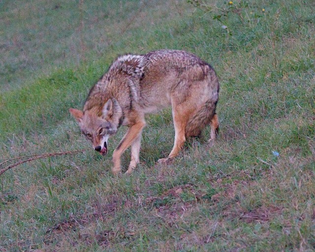 Defensive, Dominant or Aggressive: Coyote Reactions to Dogs | Coyote Yipps
