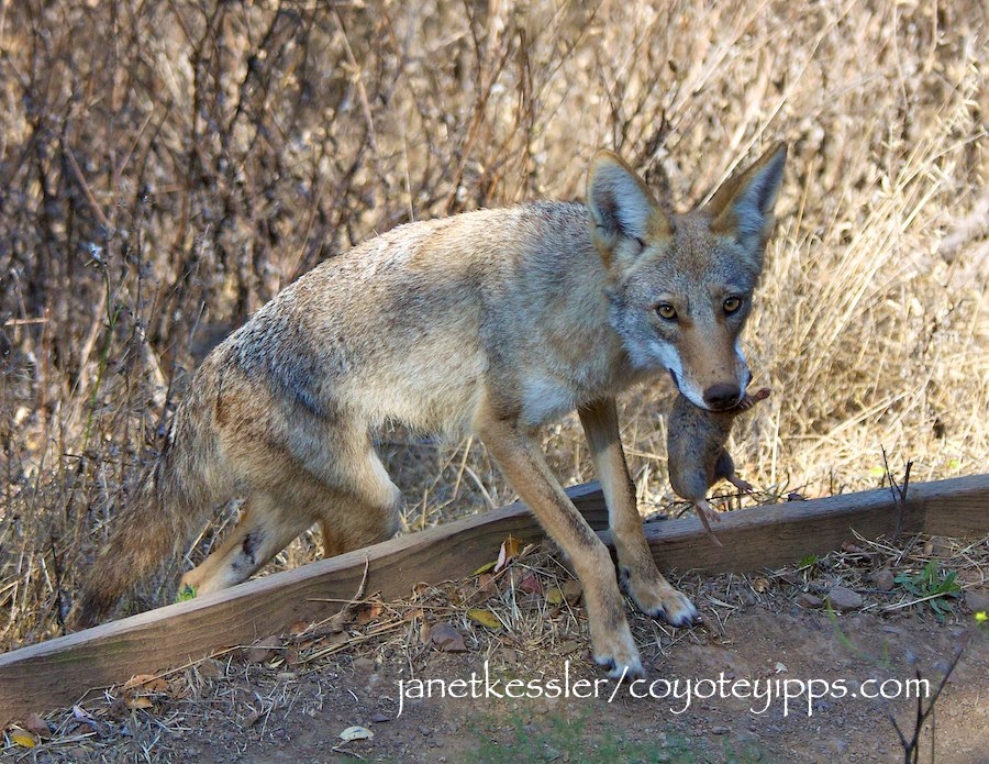 Coyote Yipps | Information and stories about San Francisco coyotes ...