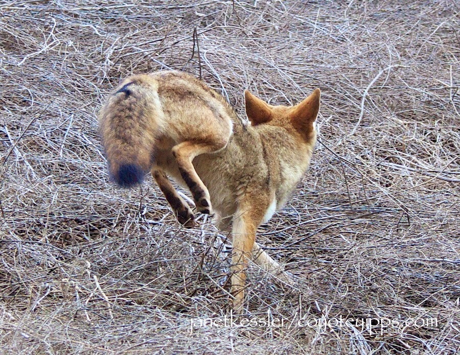 Coyote Yipps | Information and stories about San Francisco coyotes ...