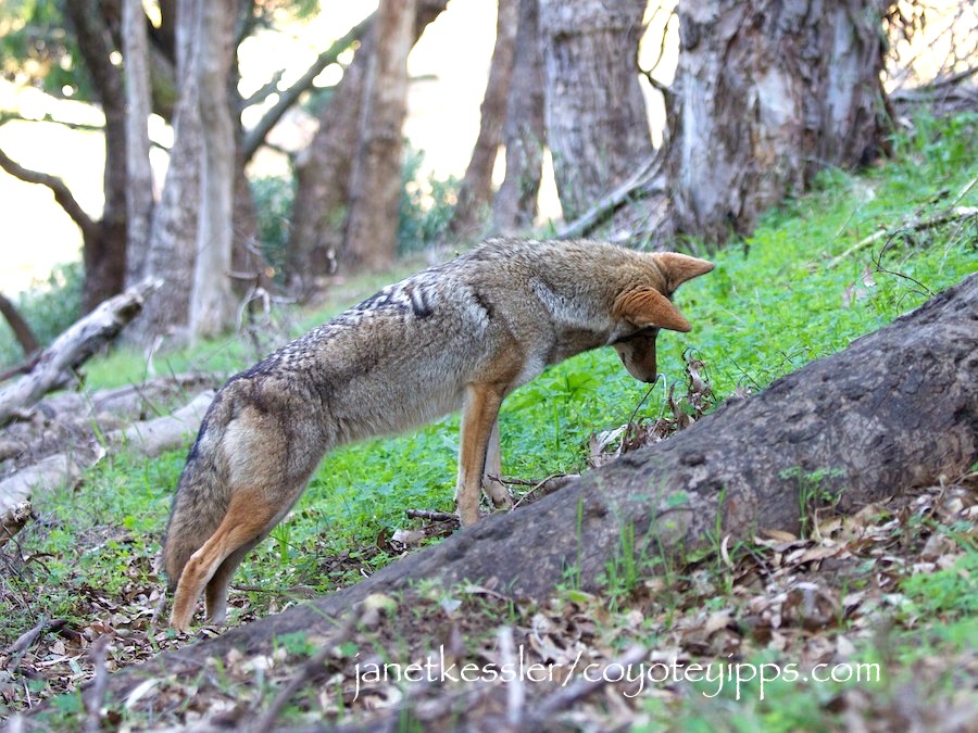 Coyote Yipps | Information and stories about San Francisco coyotes ...