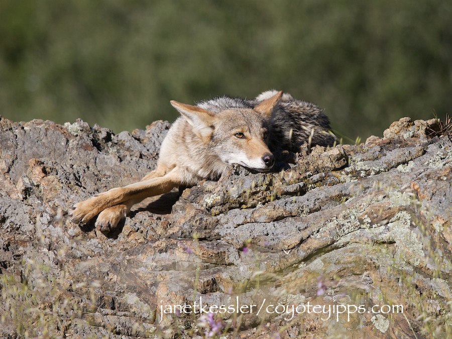 Coyote Yipps | Information and stories about San Francisco coyotes ...