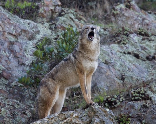 Coyotes yipping: Coyote behavior | Coyote Yipps