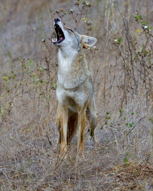 Defensive, Dominant or Aggressive: Coyote Reactions to Dogs | Coyote Yipps