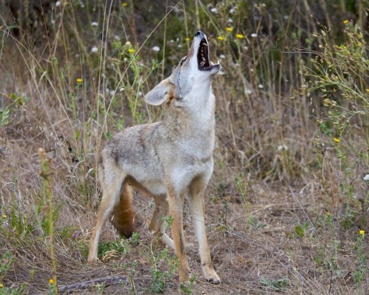 Coyotes yipping: Coyote behavior | Coyote Yipps