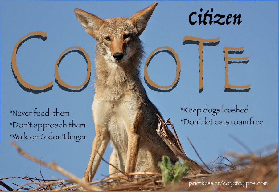 Coyote Yipps | Information and stories about San Francisco coyotes ...