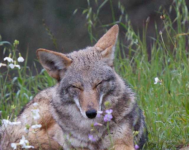 Coyote noses get roughed up | Coyote Yipps