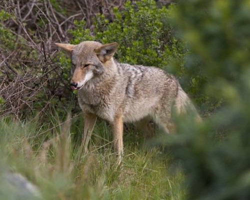 A Snake Is Found: Coyote behavior | Coyote Yipps