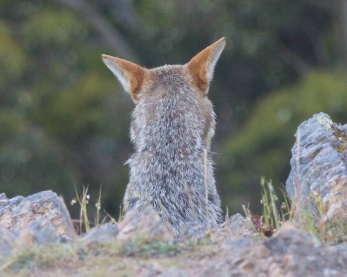Ears | Coyote Yipps