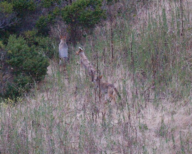 An Alpha Coyote Mother “Fetches” Younger Coyotes | Coyote Yipps