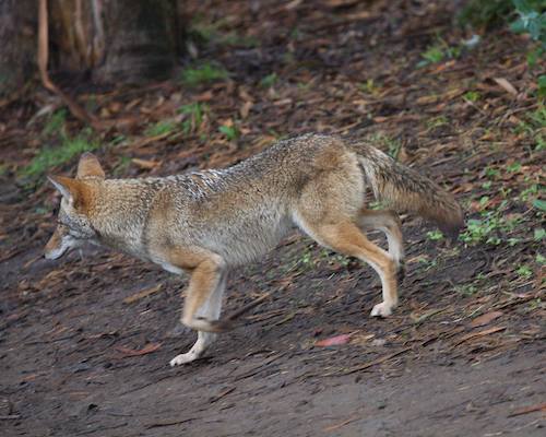 Selective Limping | Coyote Yipps