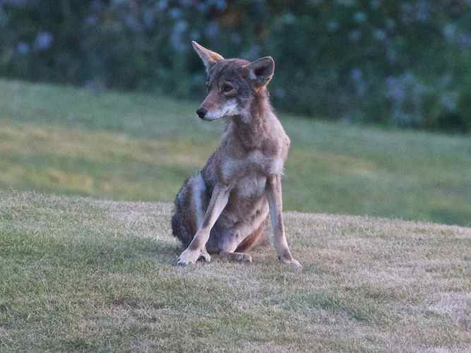 Aging In The Wild | Coyote Yipps