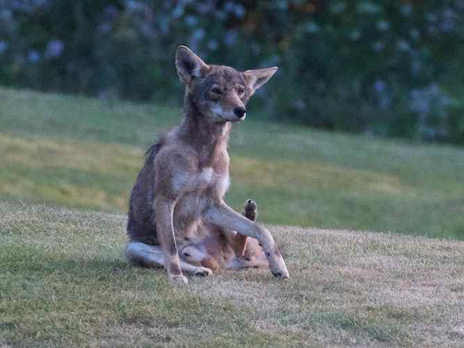 Aging In The Wild | Coyote Yipps