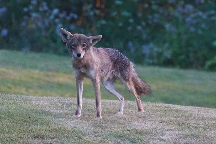 Aging In The Wild | Coyote Yipps
