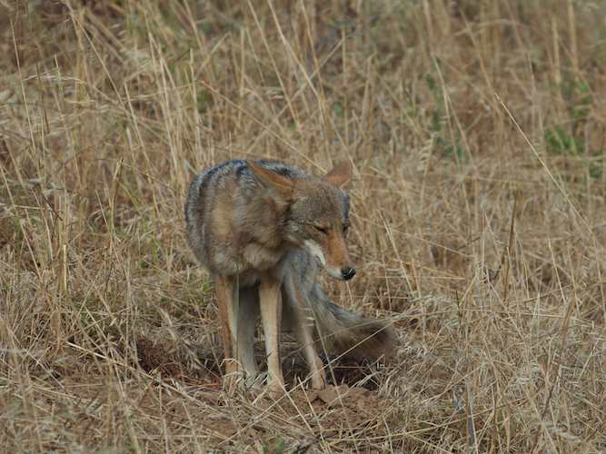resting | Coyote Yipps
