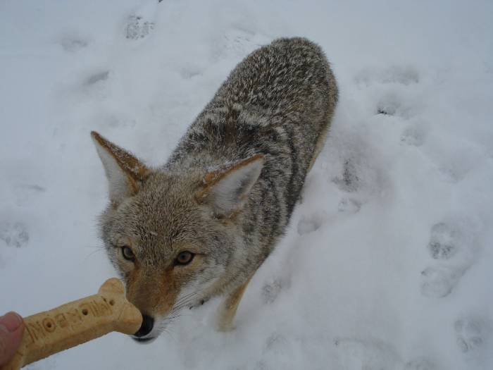 human behavior | Coyote Yipps