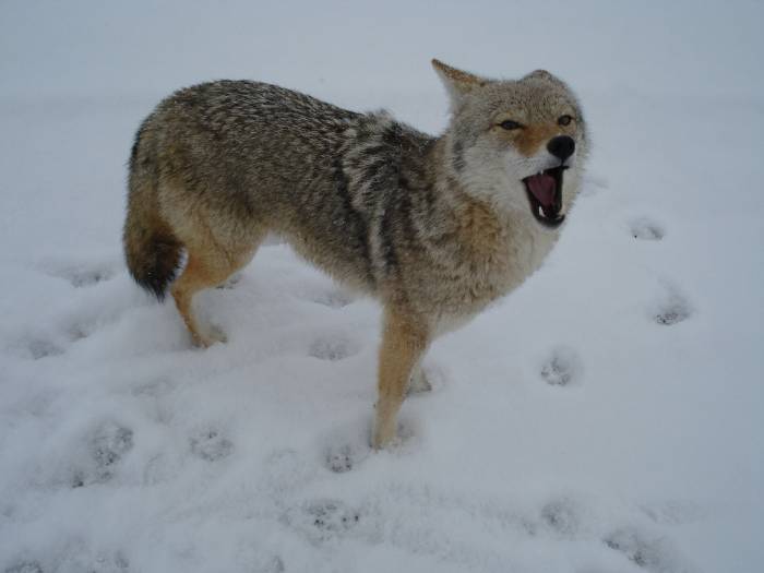 human behavior | Coyote Yipps