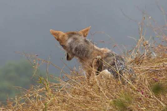 coyote's coat | Coyote Yipps