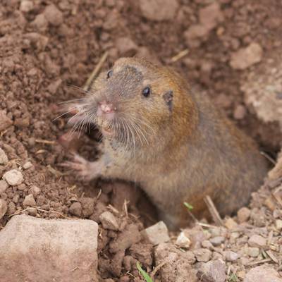 Pocket Gophers: Staple Chow for Coyotes | Coyote Yipps