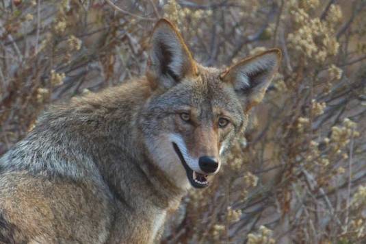 Coyote Night Vision and What Coyotes Know About Human Vision | Coyote Yipps