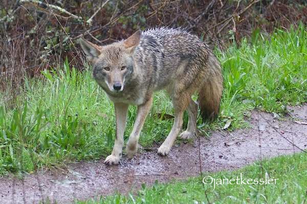 “bold” behavior | Coyote Yipps