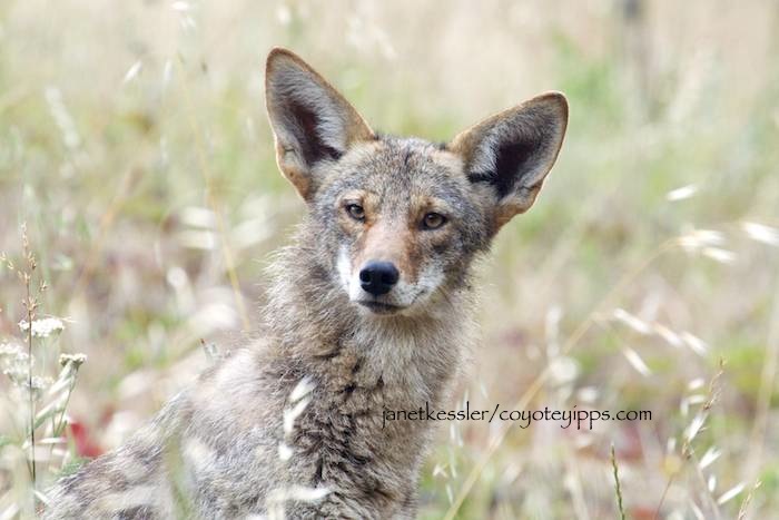 Fabulous Big Ears: Five Photos, One Coyote | Coyote Yipps