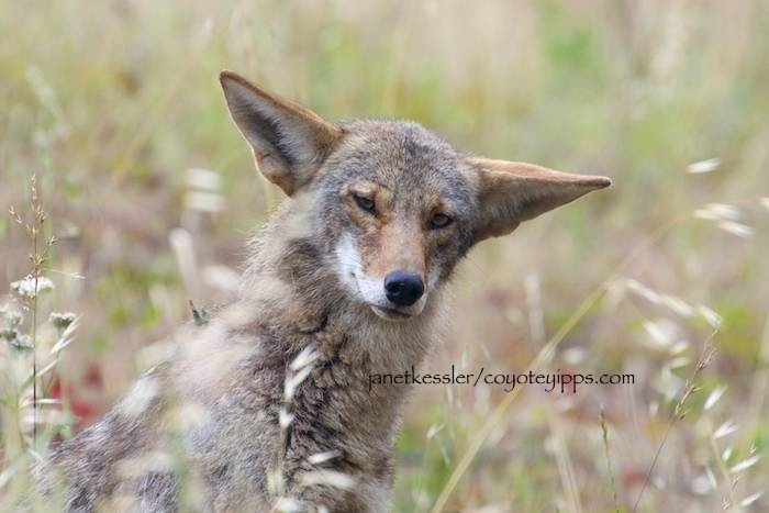 Fabulous Big Ears: Five Photos, One Coyote | Coyote Yipps