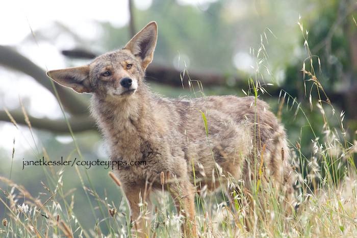 Fabulous Big Ears: Five Photos, One Coyote | Coyote Yipps