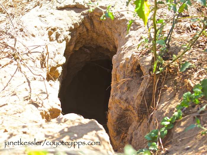 Abandoned Coyote Dens in San Francisco | Coyote Yipps
