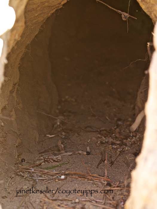 Abandoned Coyote Dens in San Francisco | Coyote Yipps