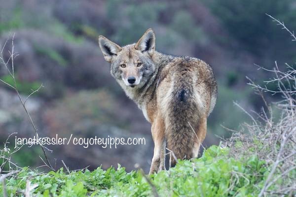 Siccing Your Dog On Coyotes Is NOT Cool | Coyote Yipps