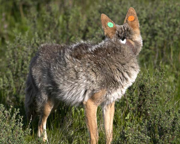 Coyote with ear tags | Coyote Yipps