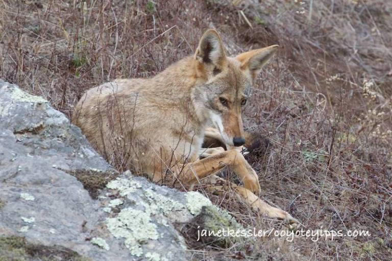 coyote vision | Coyote Yipps