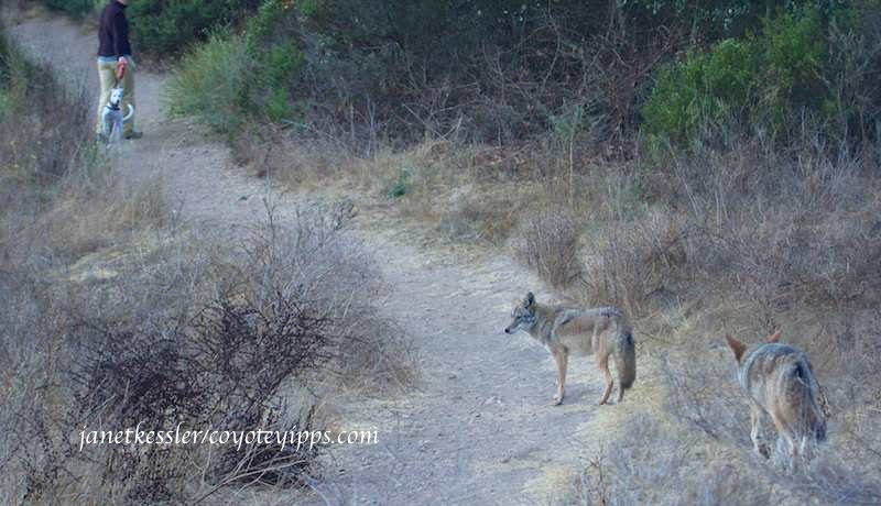 A Dog Chase Can Prime A Coyote’s Suspicions About Other Dogs | Coyote Yipps