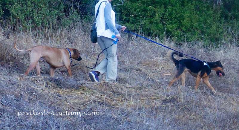 A Dog Chase Can Prime A Coyote’s Suspicions About Other Dogs | Coyote Yipps