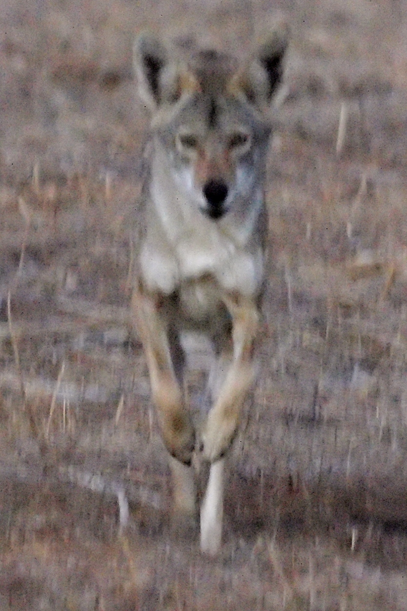 interpreting coyote behavior | Coyote Yipps