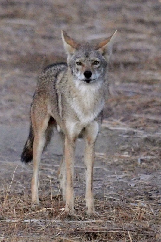interpreting coyote behavior | Coyote Yipps