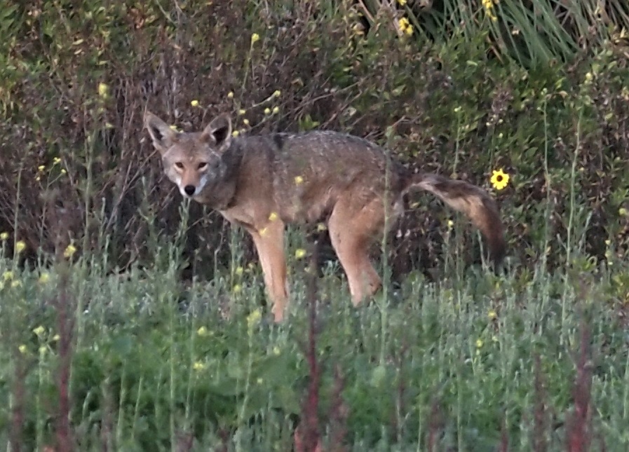 interpreting coyote behavior | Coyote Yipps