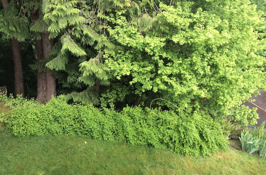 Coyote Den In A Backyard | Coyote Yipps