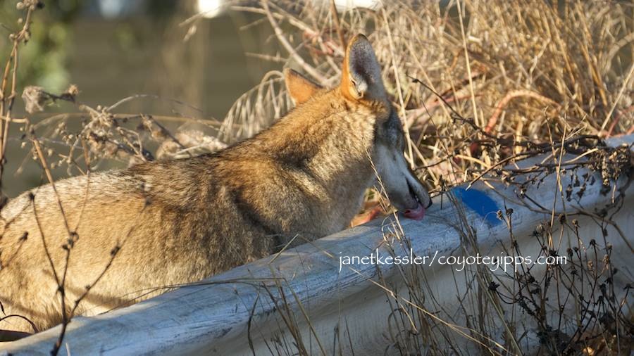 coyotes and water | Coyote Yipps