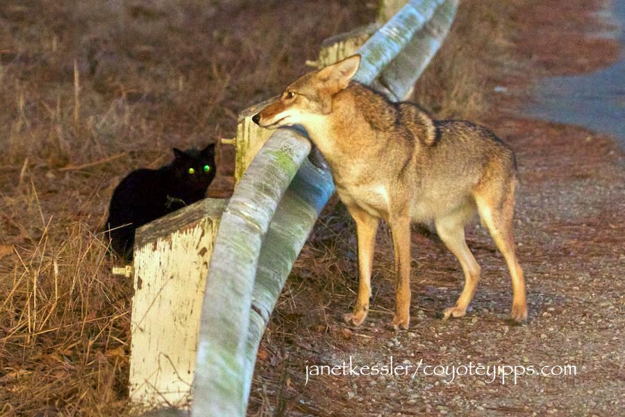 Intrepid Cat vs. Playful Coyote | Coyote Yipps