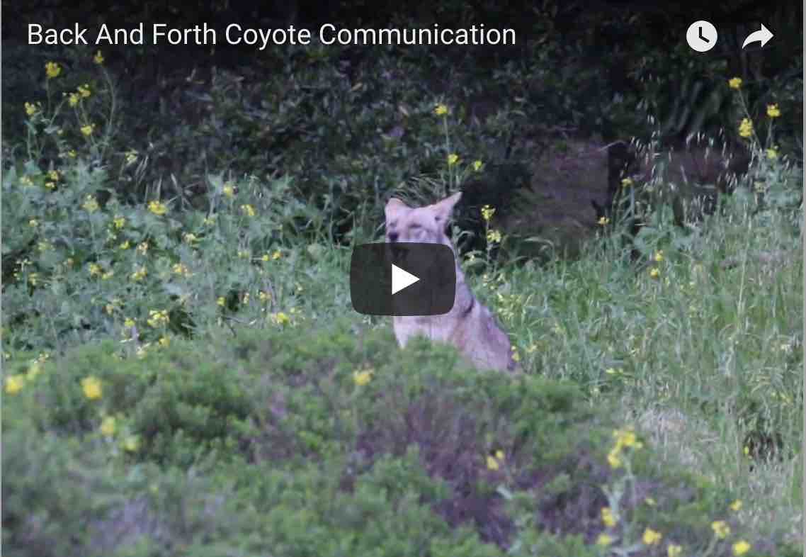back and forth communication | Coyote Yipps