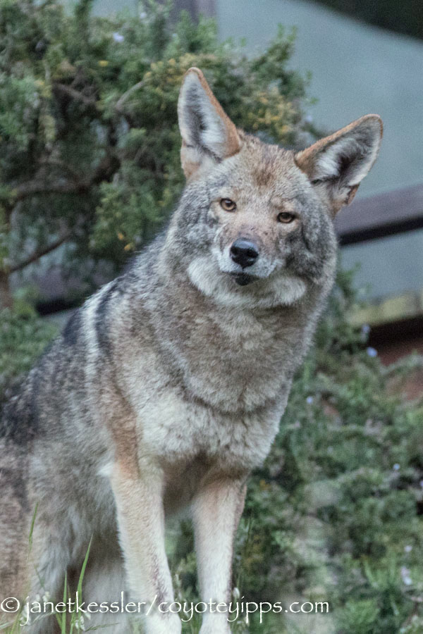 Nine Years Old: Happy Birthday Silver! | Coyote Yipps