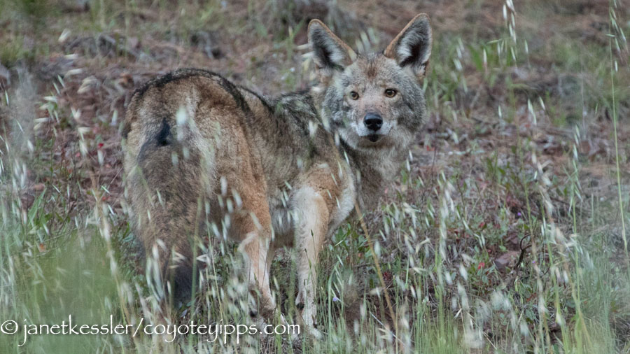 Nine Years Old: Happy Birthday Silver! | Coyote Yipps